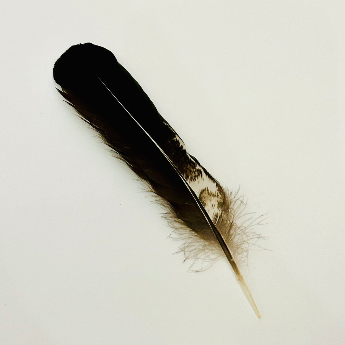 NATURAL FEATHER – The Savage Homestead